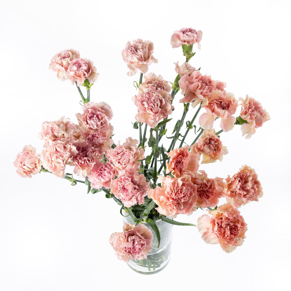 Carnations – Mary K Floral Design